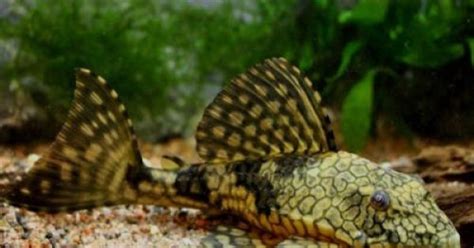 Net Pleco L 037
