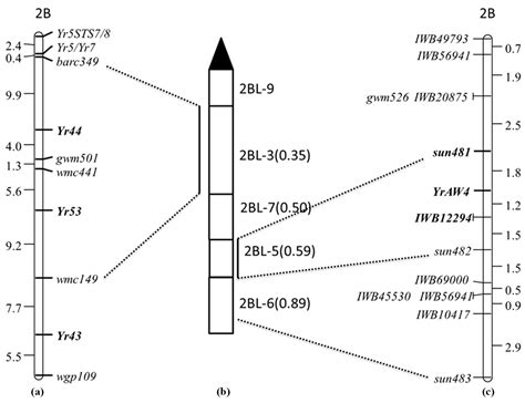 Mapping Of A Stripe Rust Resistance Gene Yr72 In The Common Wheat Landraces Aus27506 And