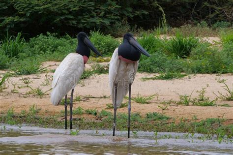 Two Jabiru Storks Or Tuiuiu Standing In The Shallow Water Of The