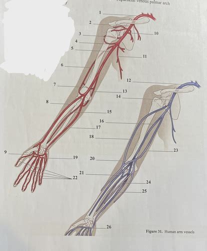Biol 320 Lab 4 Images Flashcards Quizlet
