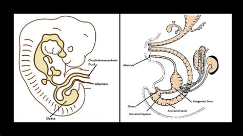 Urachus Allantois