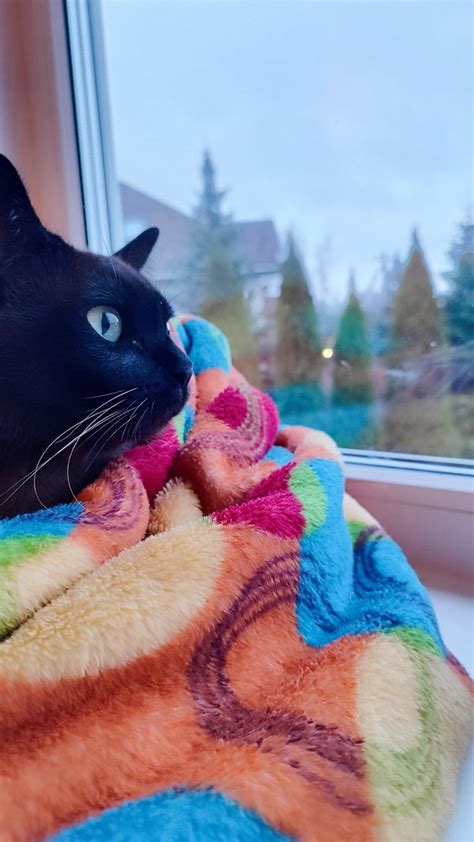 Rate My Cat Too R Jschlatt
