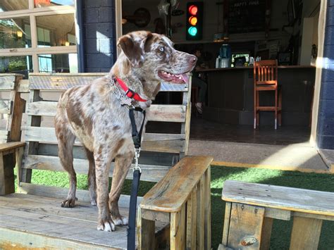 Free Images Animal Shelter Street Dog Dog Like Mammal 3954x2966