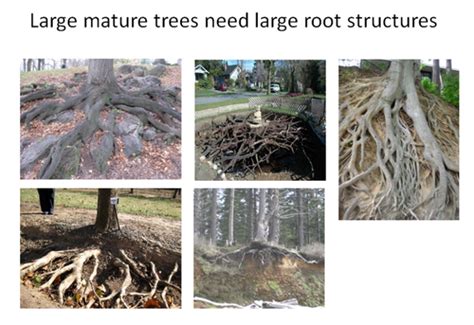 Silva Cell Design Features Explained Deeproot Blog