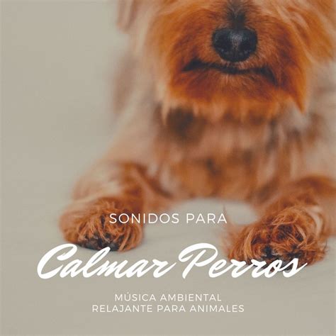 Sonidos para Calmar Perros Música Ambiental Relajante para Animales