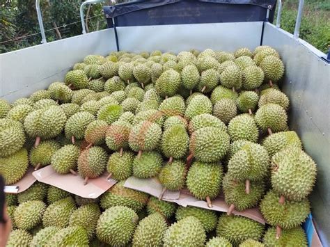 Những Quy Định Và Xử Lý Sầu Riêng Sau Thu Hoạch Theo Tiêu Chuẩn Vietgap