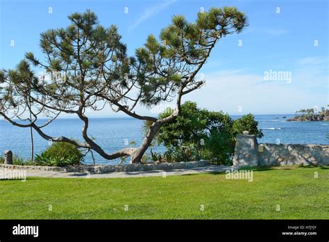 A Wind Blown Pine Tree Overlooking The Pacific Ocean In Heisler Park