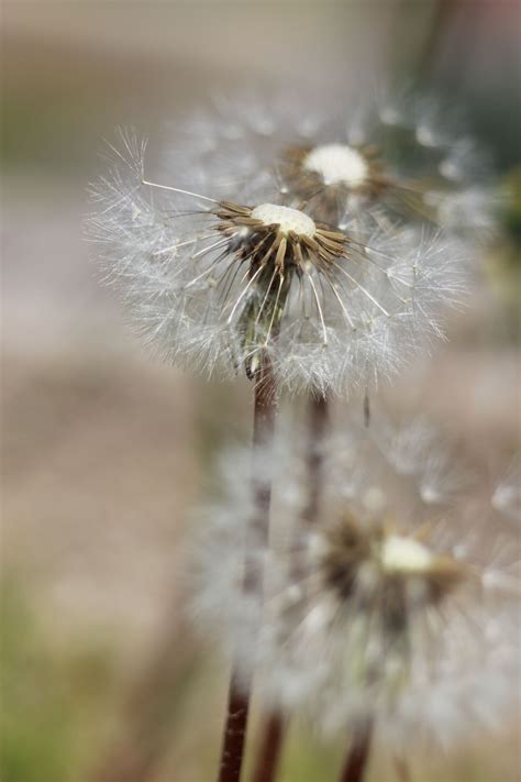 Bunny Tails Ornamental Grass Artofit