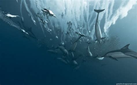 ზღვის საინტერესო ბინადრები