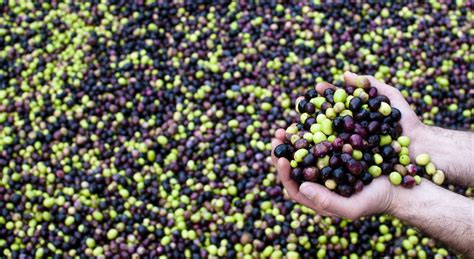 The Olive Boffin High Quality Premium Extra Virgin Olive Oils