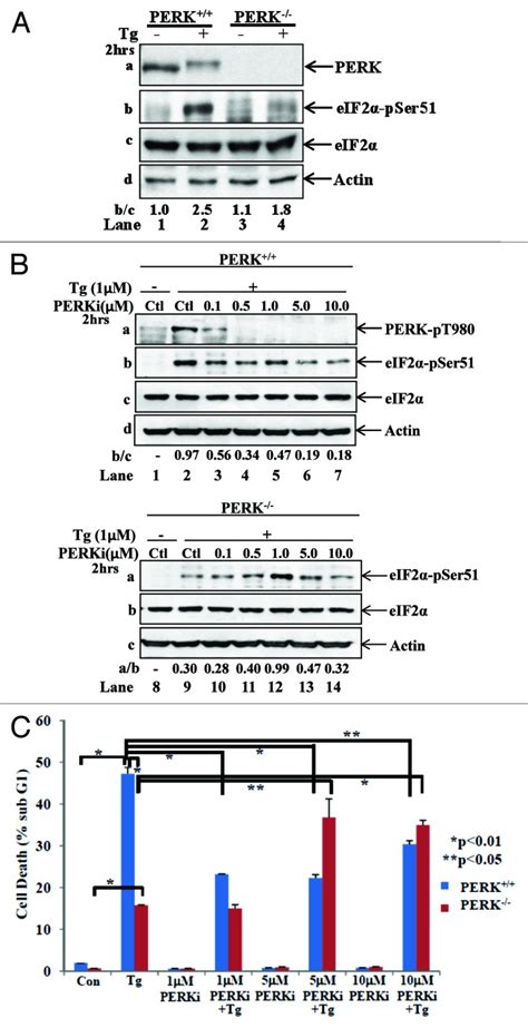 Characterization Of The Biochemical Properties Of Gsk2656157 In Perk