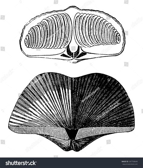 Molluscs Brachiopods Devonian Period Spirifer Striatus Stock Vector