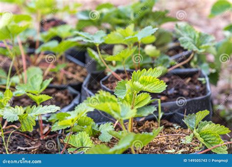 Strawberry Sapling Plants In Small Pots Ready For Transplanting Stock