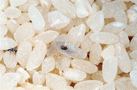 受感染的甲虫是米象虫。厨房里有害虫。