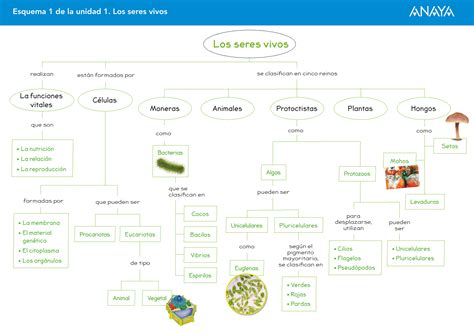 Esquema Tema Celulas Y Reinos 6º Primaria