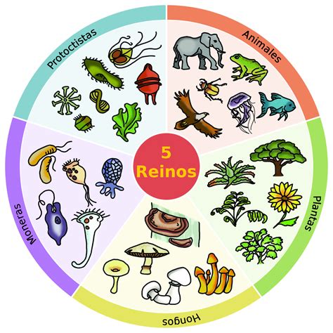 Reinos De Los Seres Vivos Cursos Online Web