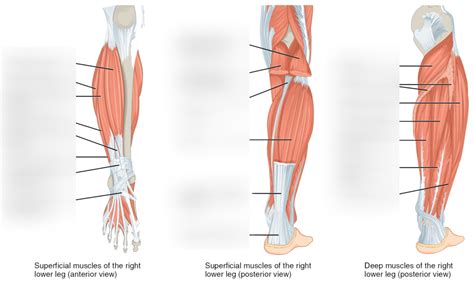 Lower Leg Muscles Diagram Quizlet