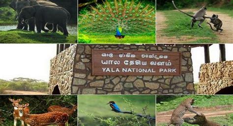 යාල ජාතික වනෝද්‍යානය ඔක්තෝබර් 31 දක්වා වැසේ Sri Lanka News