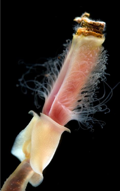 The Phylogenetic Position Of Siboglinids Red Lighter Coloured Download Scientific Diagram