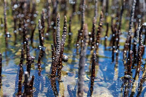 Halophytes Art Fine Art America