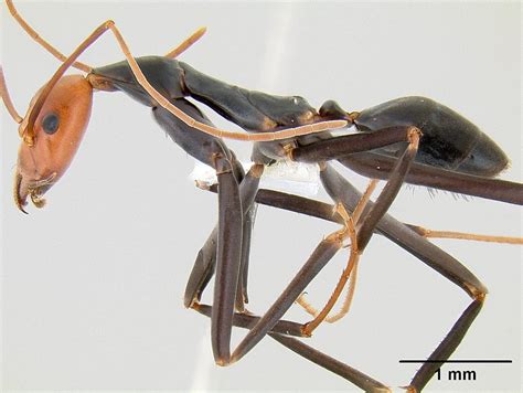 Spider Ant The Australian Museum