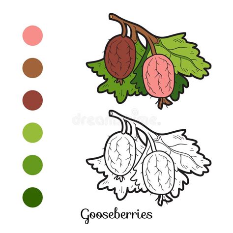 Coloring Book Fruits And Vegetables Honeydew Melon Stock Vector