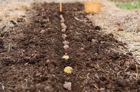 How Deep Do You Plant Potatoes Plant Ideas