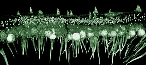 Biomineralization Light Manipulation Crystalline Materialsin Nature