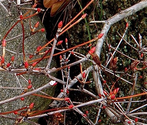ドウダンツツジの冬芽も美しい 楽餓鬼