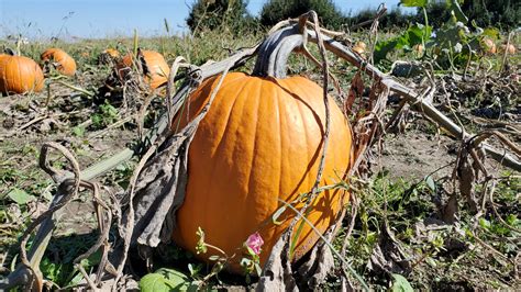 Tuttle Orchard Pumpkin Patch By Drachona On Deviantart