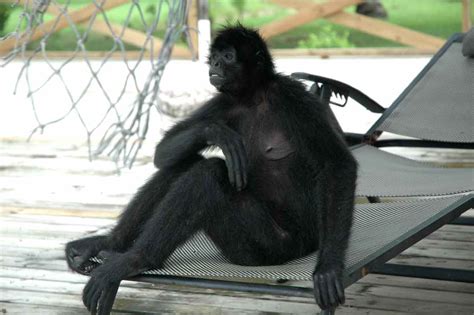 Deloys Ape History Profile Findings Explanation Primates Park