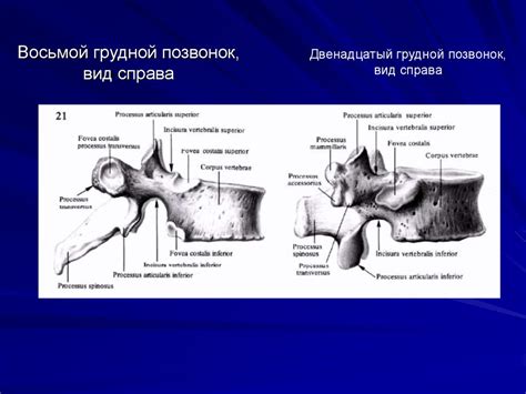 Шестой шейный позвонок Vertebra Cervicalis Cvi вид спереди
