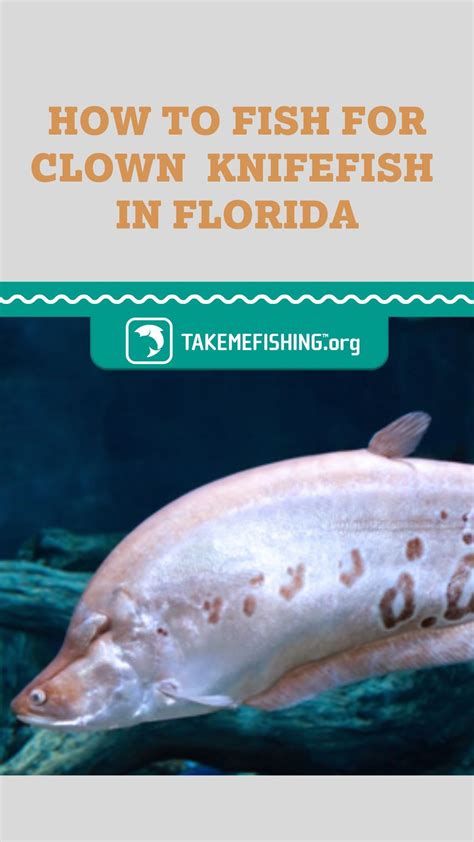 How To Catch Clown Knifefish In Florida Artofit