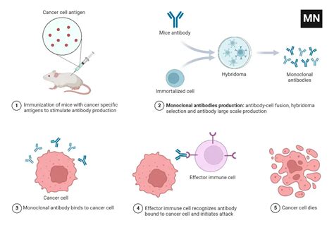 Monoclonal Antibodies Definition Types Production Side Effect Applications Biology Notes Monoclonal Antibodies Definition Types Production Side Effect Applications Biology Notes