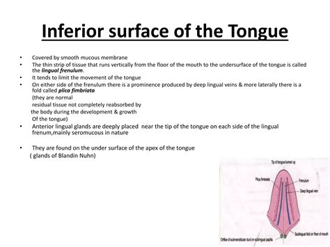 Tongue Developmentanatomyprosthetic Consideration Ppt