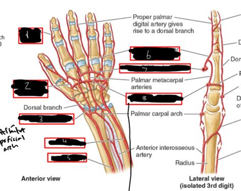 Arteries Of Palmar Hand Flashcards Quizlet