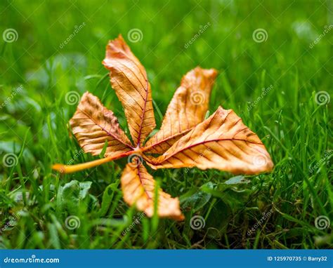 One Single Brown Dried Leaf On Green Grass In Autumn Stock Image
