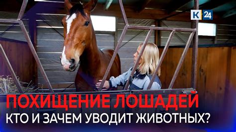 На Кубани семь лошадей увели ночью, практически из под окон хозяев ...