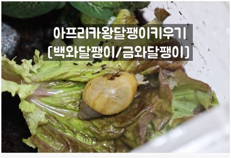 아프리카왕달팽이키우기 백와 금와달팽이 먹이 챙겨주기 네이버 블로그