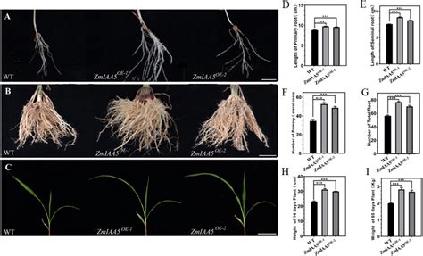 Phenotypic Analysis And Statistics Of Maize Related Traits