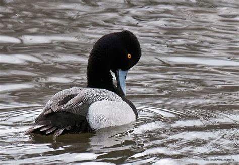 Waterfowl ID Discover All Types Of Ducks Geese More Ducks Unlimited