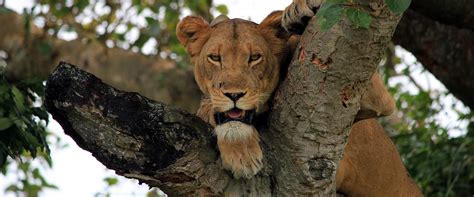 5 Days Queen Elizabeth Wildlife Safari Uganda Safari Tours