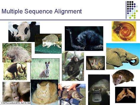 Multiple Sequence Alignment Cs 273 A Lecture 910
