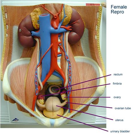 Bladder Model Labeled