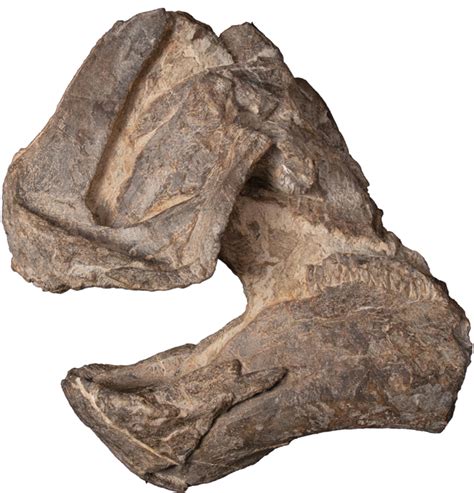 Coahuilasaurus Lipani Il Dinosauro Dal Becco DAnatra Con Un Naso
