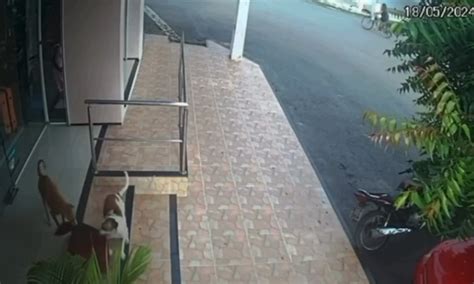 Cachorros são flagrados furtando tapete de loja no Ceará vídeo