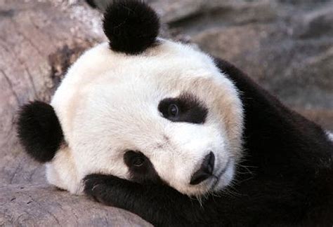 Las 10 miradas más conmovedoras de animales tristes Fotografía