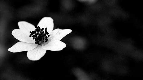 White Flower Desktop Wallpapers Top Free White Flower Desktop