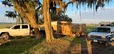 Florida Ranch Gallery Cracker Swamp Cattle Co In Florida