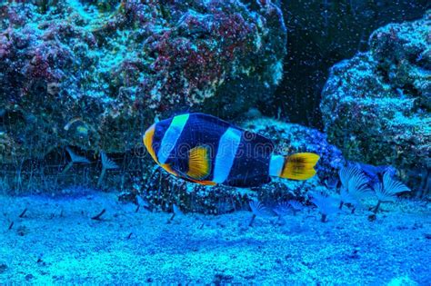 A Cute Clark S Anemonefish Yellowtail Clownfish Swimming In Marine